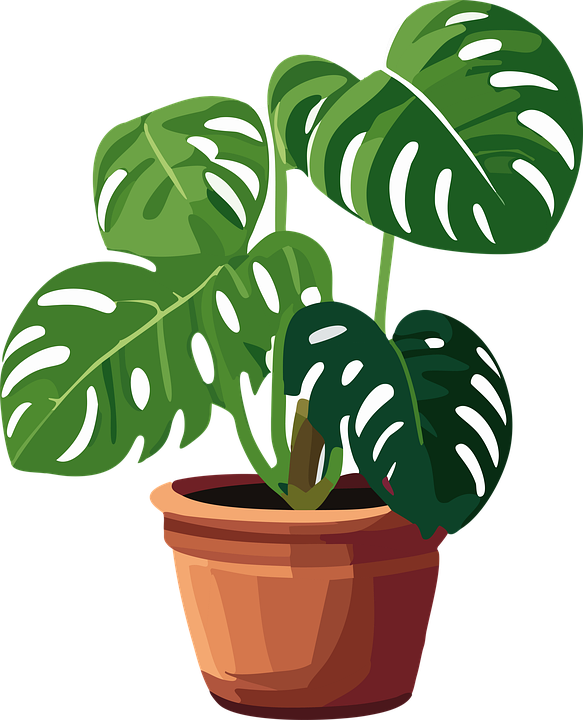 Rekomendasi Tanaman Rambat untuk Ditanam di Rumah Arsip - Jendela Puspita